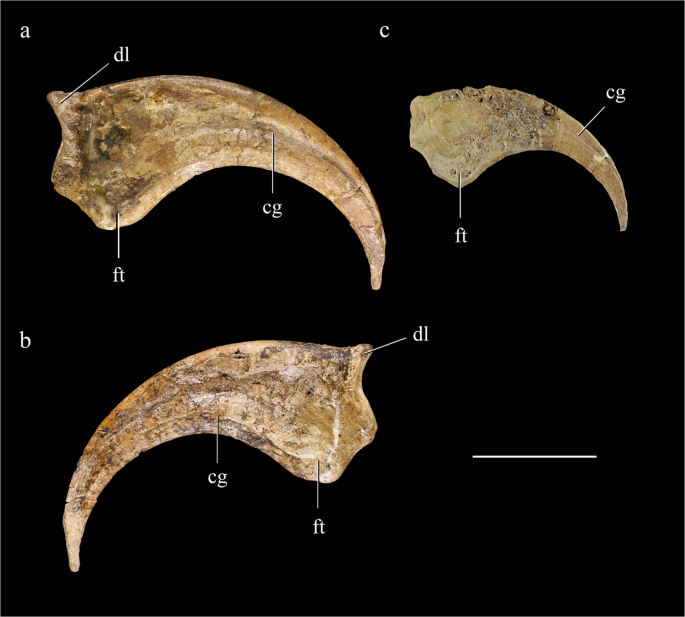A new transitional therizinosaurian theropod from the Early Cretaceous ...