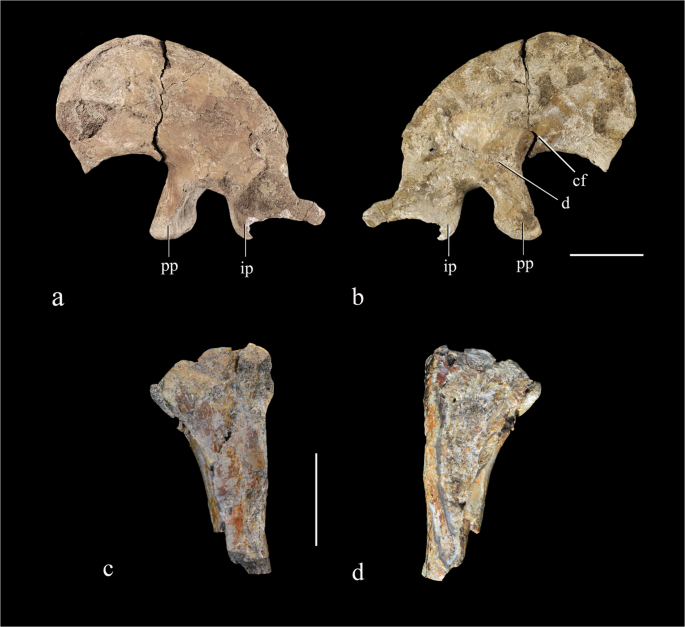 A new transitional therizinosaurian theropod from the Early Cretaceous ...