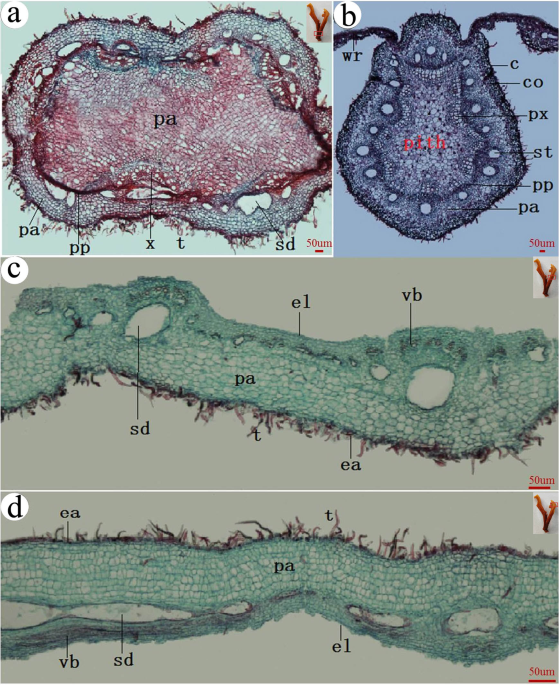 Macro- and Microscopic Analyses of Anatomical Structures of Chinese ...