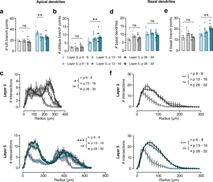 Early postnatal development of pyramidal neurons across layers of the ...