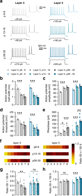 Early postnatal development of pyramidal neurons across layers of the ...