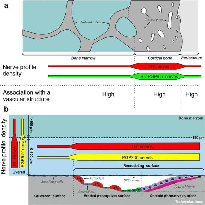 Innervation is higher above Bone Remodeling Surfaces and in Cortical ...
