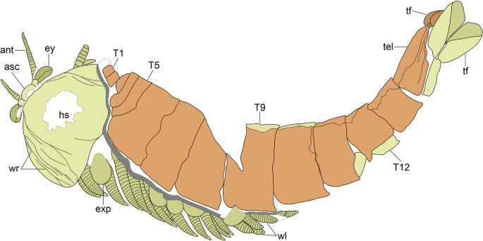 Ecdysis in a stem-group euarthropod from the early Cambrian of China ...