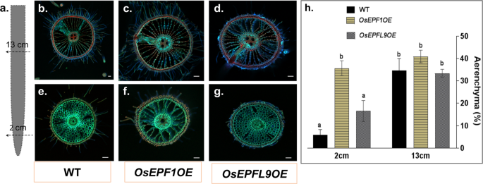 Rice plants overexpressing OsEPF1 show reduced stomatal density and ...