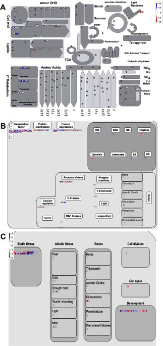 GCR1 and GPA1 coupling regulates nitrate, cell wall, immunity and light ...