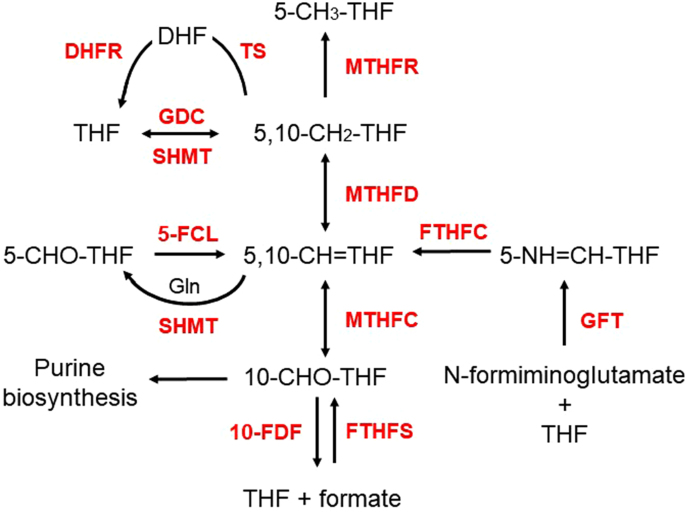 Evolution of folate biosynthesis and metabolism across algae and land ...