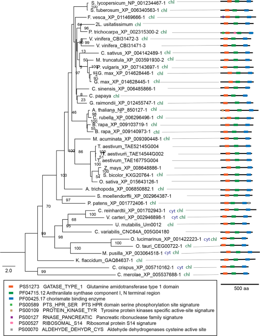 Evolution of folate biosynthesis and metabolism across algae and land ...