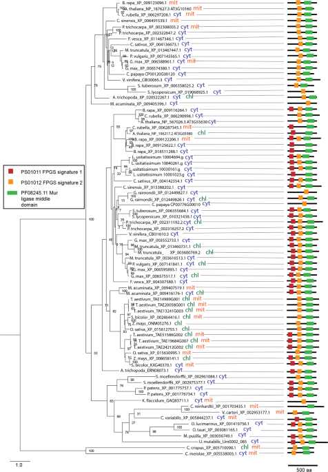 Evolution of folate biosynthesis and metabolism across algae and land ...