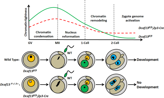 Maternal DCAF13 Regulates Chromatin Tightness to Contribute to ...