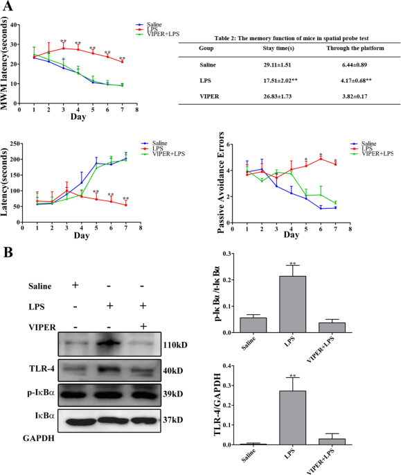 Neuroinflammation induced by lipopolysaccharide causes cognitive ...