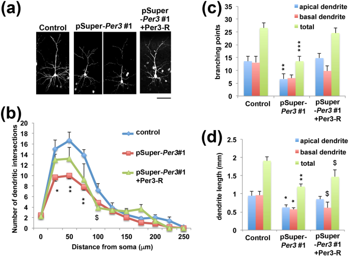 Role of Per3 , a circadian clock gene, in embryonic development of ...