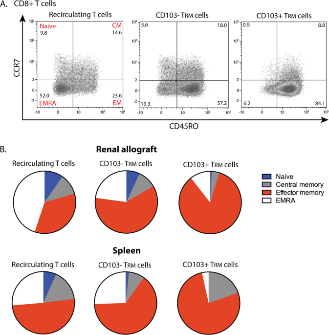 Characterization of donor and recipient CD8+ tissue-resident memory T ...
