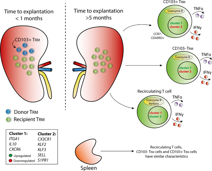 Characterization of donor and recipient CD8+ tissue-resident memory T ...