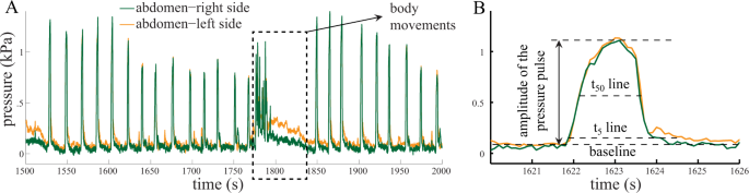 Functional compartmentalization in the hemocoel of insects | Scientific ...