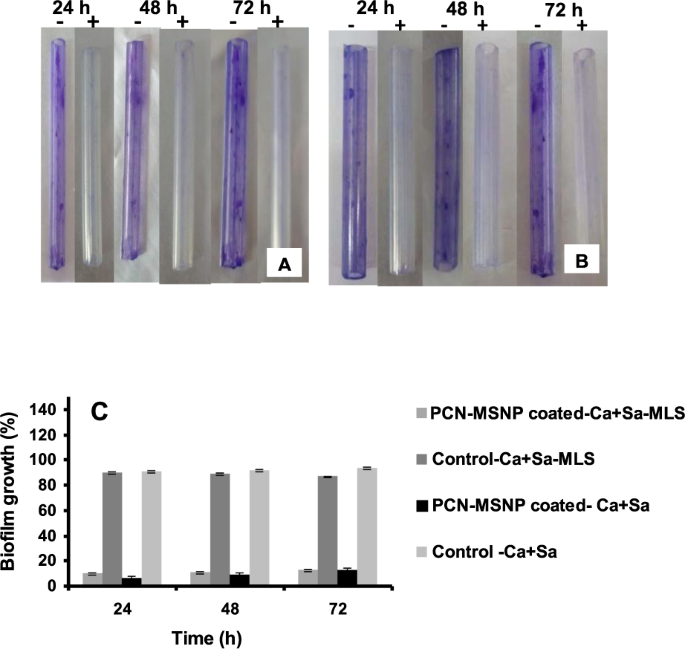 Phenazine-1-carboxamide functionalized mesoporous silica nanoparticles ...