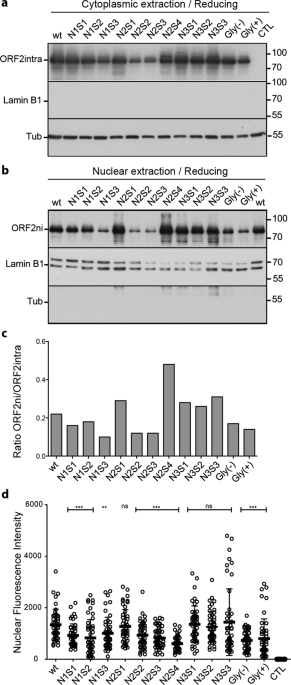 New insights into the ORF2 capsid protein, a key player of the ...