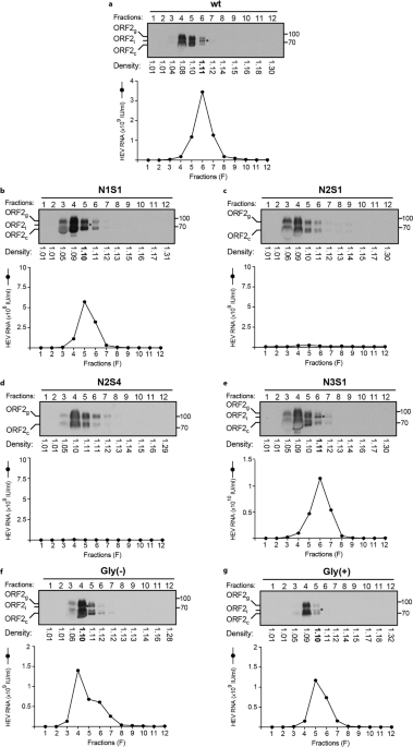New insights into the ORF2 capsid protein, a key player of the ...