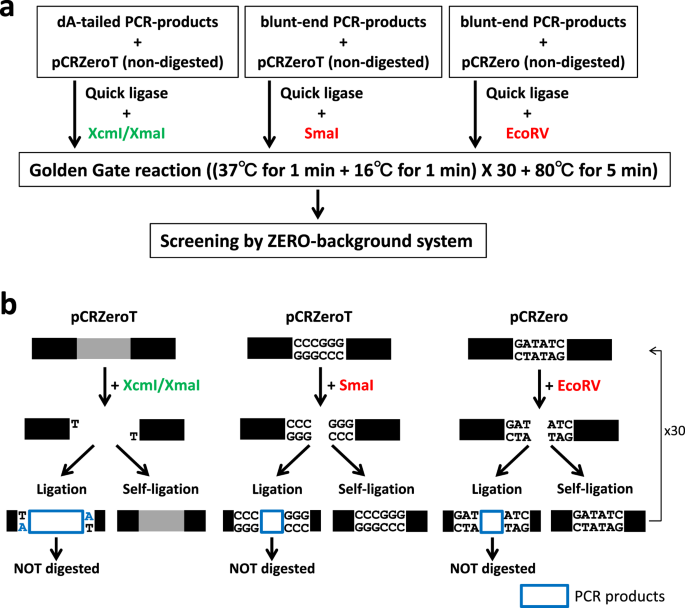 A novel series of high-efficiency vectors for TA cloning and blunt-end ...