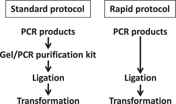 A novel series of high-efficiency vectors for TA cloning and blunt-end ...