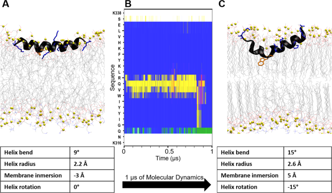 Essential Mycoplasma Glycolipid Synthase Adheres to the Cell Membrane ...