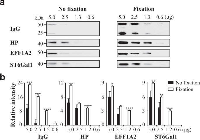 A fixation method for the optimisation of western blotting | Scientific ...