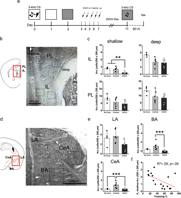 Chemogenetic stimulation of the infralimbic cortex reverses alcohol-induced fear memory ...