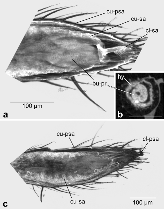 Formation and development of the male copulatory organ in the spider ...