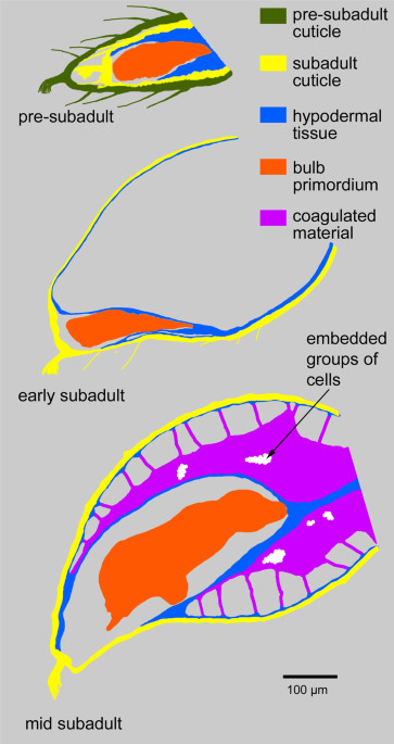 Formation and development of the male copulatory organ in the spider ...