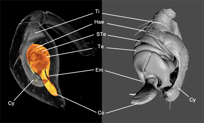 Formation and development of the male copulatory organ in the spider ...