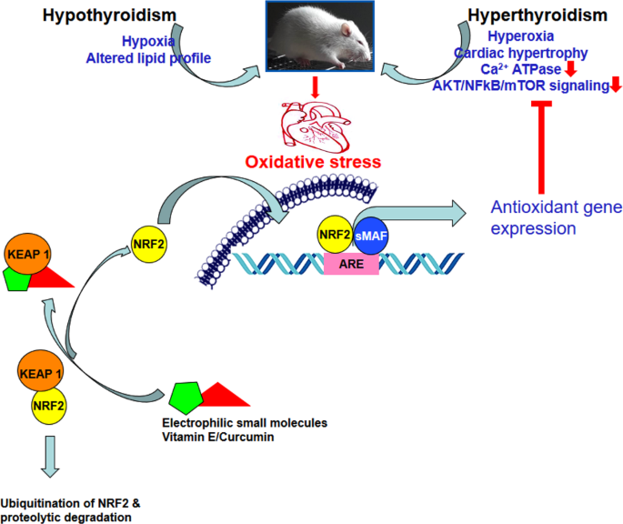 Possible activation of NRF2 by Vitamin E/Curcumin against altered ...