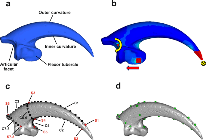 Raptor talon shape and biomechanical performance are controlled by ...
