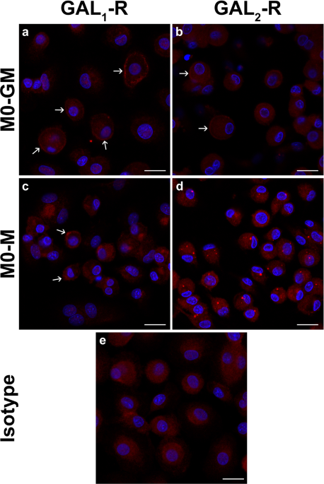 Galanin is a potent modulator of cytokine and chemokine expression in ...