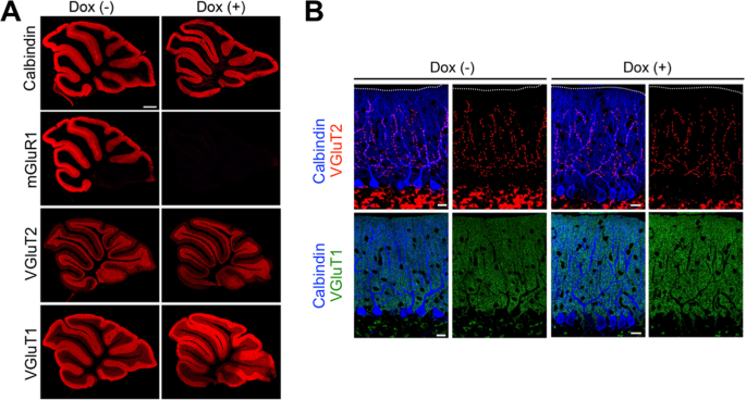 mGluR1 in cerebellar Purkinje cells is essential for the formation but ...