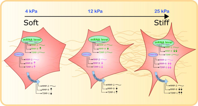 Matrix stiffness modulates the activity of MMP-9 and TIMP-1 in hepatic ...
