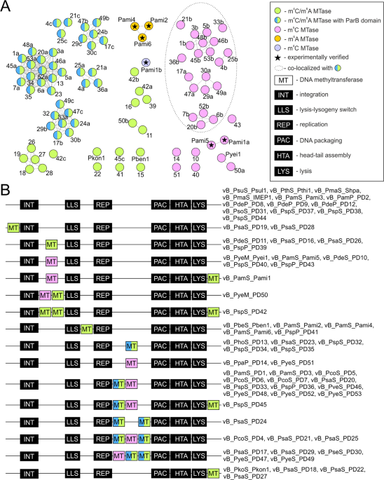 Characterization of the virome of Paracoccus spp. ( Alphaproteobacteria ...