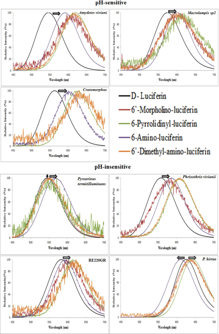 Phrixotrix luciferase and 6′-aminoluciferins reveal a larger luciferin ...