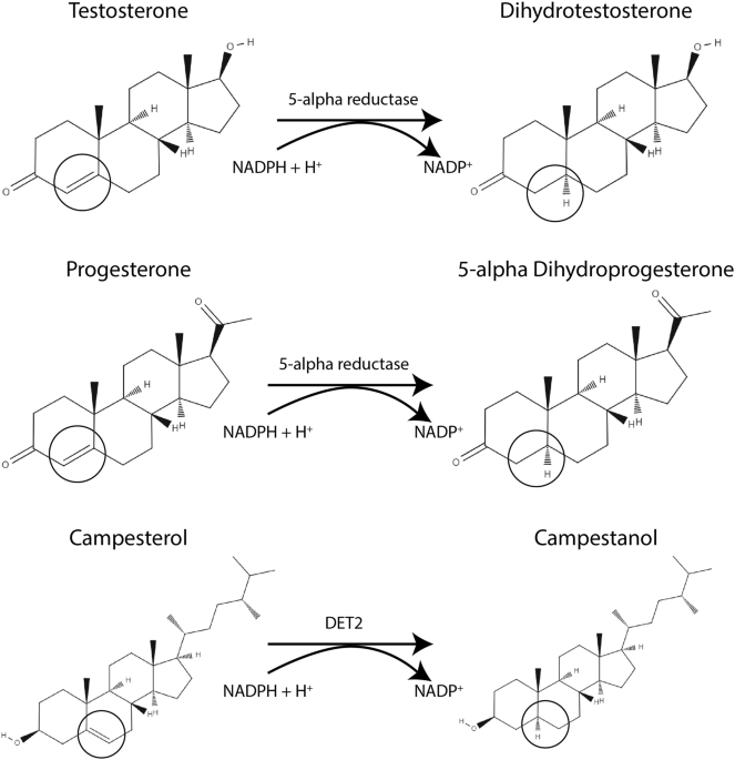 Early embryonic exposure of freshwater gastropods to pharmaceutical 5 ...