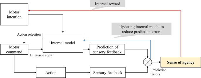Modified sensory feedback enhances the sense of agency during ...