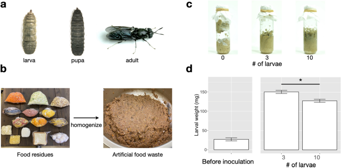 Inoculation with black soldier fly larvae alters the microbiome and ...