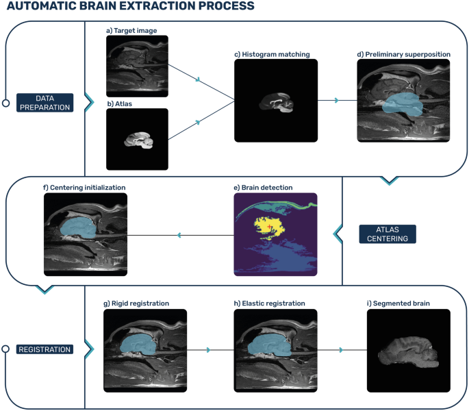 Automatic brain extraction and brain tissues segmentation on multi-contrast animal MRI ...