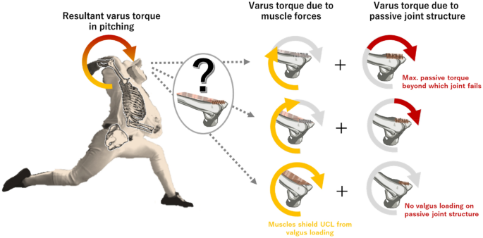 A novel method intersecting three-dimensional motion capture and medial ...