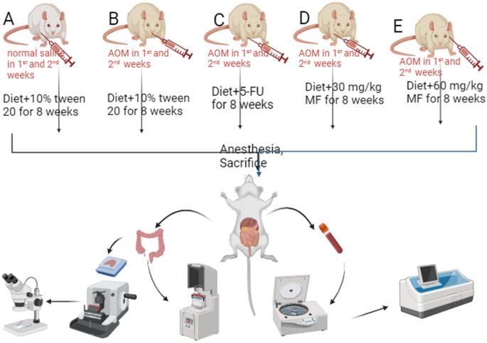 Mangiferin (mango) attenuates AOM-induced colorectal cancer in rat’s ...
