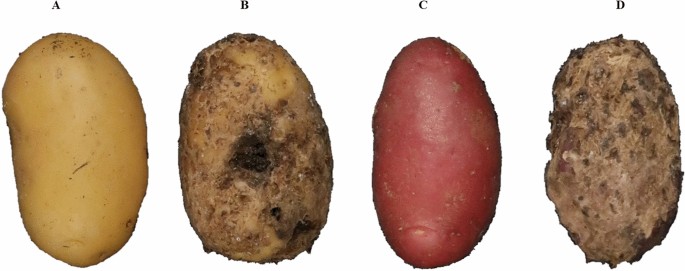 ScabyNet, a user-friendly application for detecting common scab in ...