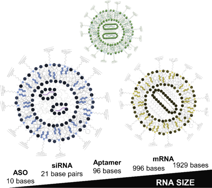 A careful look at lipid nanoparticle characterization: analysis of ...