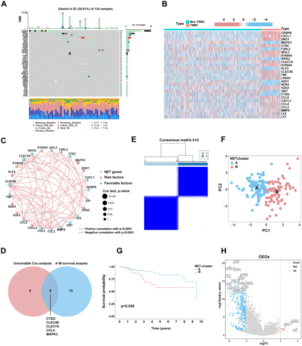 Neutrophil Extracellular Trap Associated Risk Index For Predicting