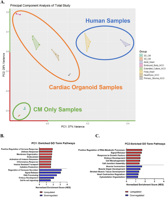 Improving human cardiac organoid design using transcriptomics ...