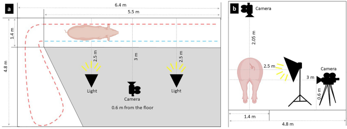 Deep learning pose detection model for sow locomotion | Scientific Reports