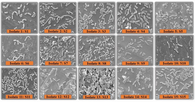 Extremozymes and compatible solute production potential of halophilic ...