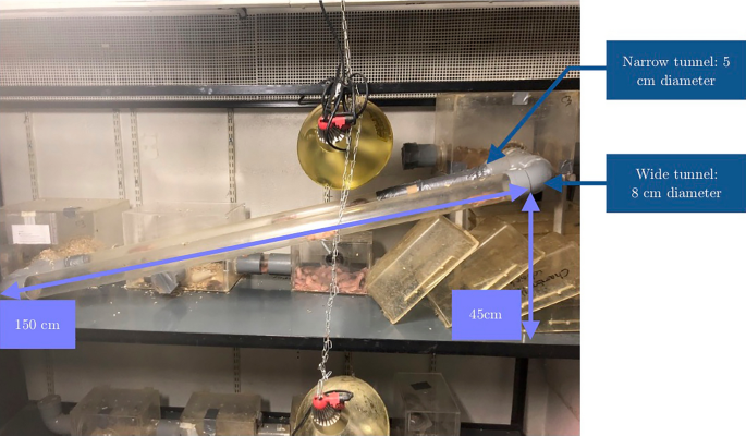 Positive effect of a diggable substrate on the behaviour of a captive ...