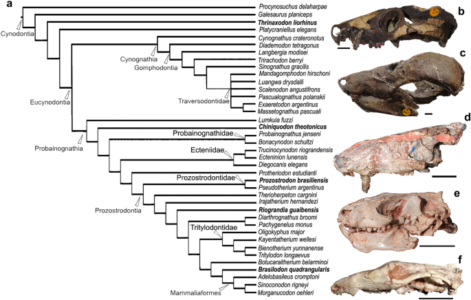 New evidence from high-resolution computed microtomography of Triassic stem-mammal skulls from ...